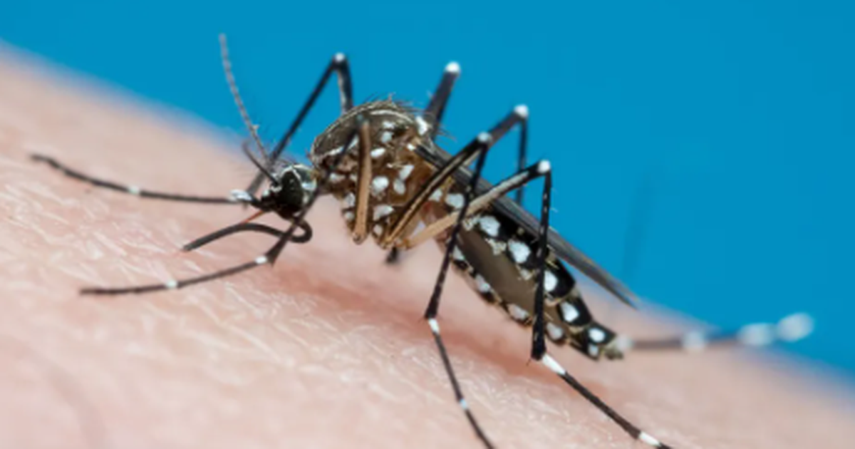 Boletim epidemiológico confirma óbito por dengue grave em Arapiraca no ...