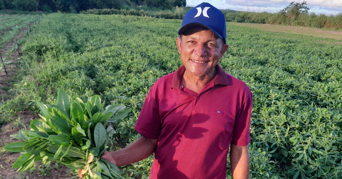[Vídeo] Venda do bredo na Semana Santa garante renda extra para ...