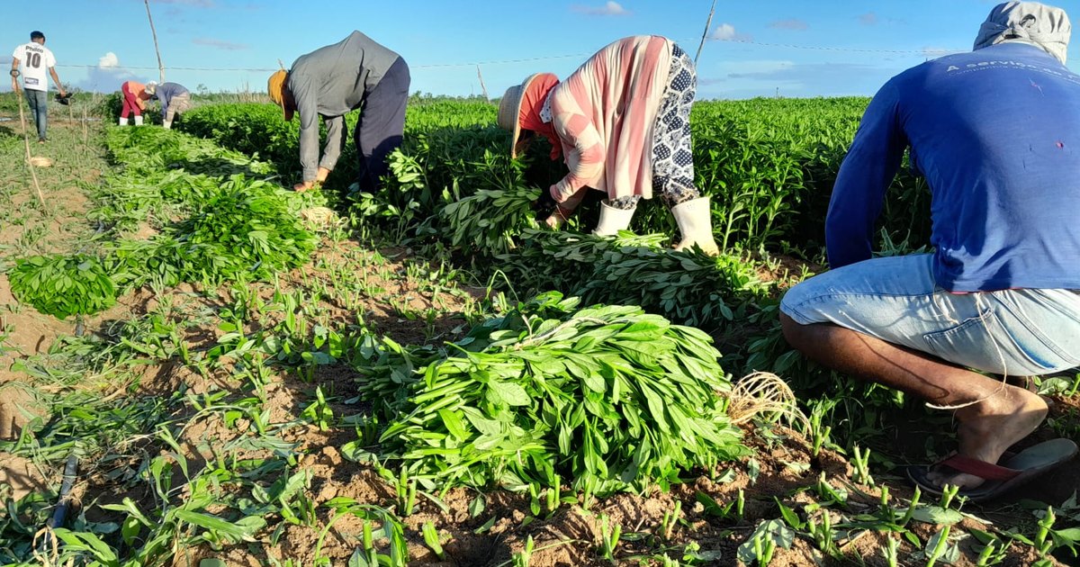 [Vídeo] Agricultores de Arapiraca investem na produção de bredo para a ...